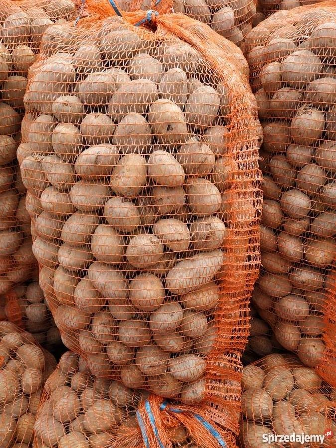 Granum Ziemniak sadzeniak Tajfun 25 kg | KATEGORIE \ Nasiona \ Ziemniaki sadzeniaki | Kwiaton.pl